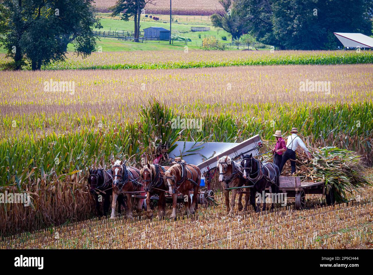 A View of Amish Harvesting There Corn Using Six Horses and Three Men as ...