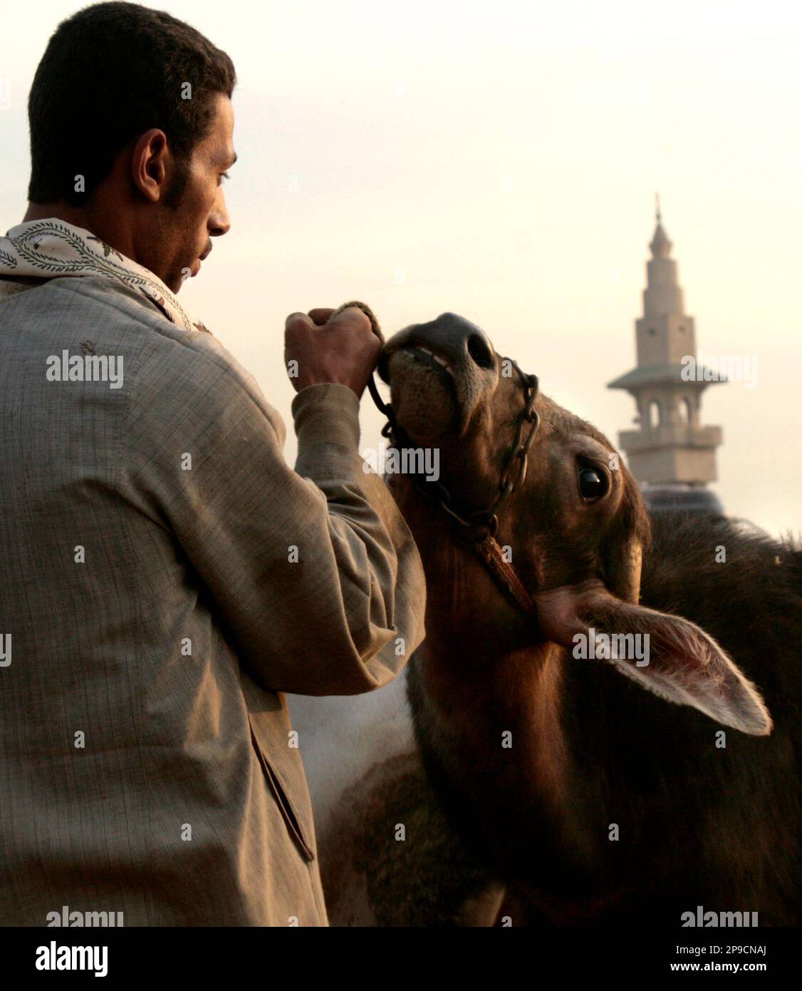 An Egyptian shepherd displays an animal which he wants to sell, at a ...