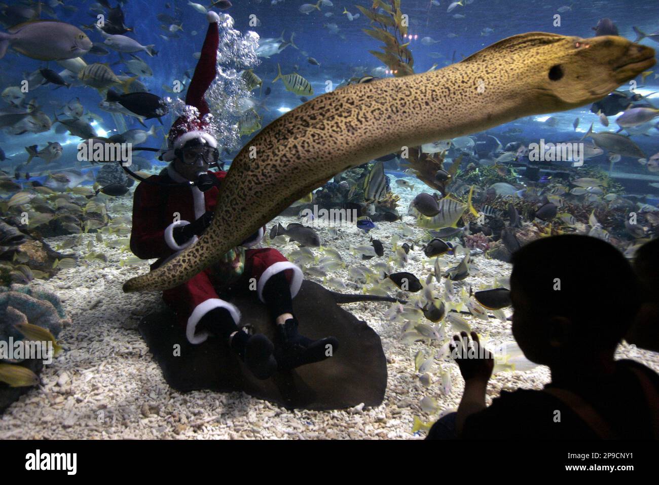Children watch as a diver, dressed as Santa Claus, feeds a murray eel ...