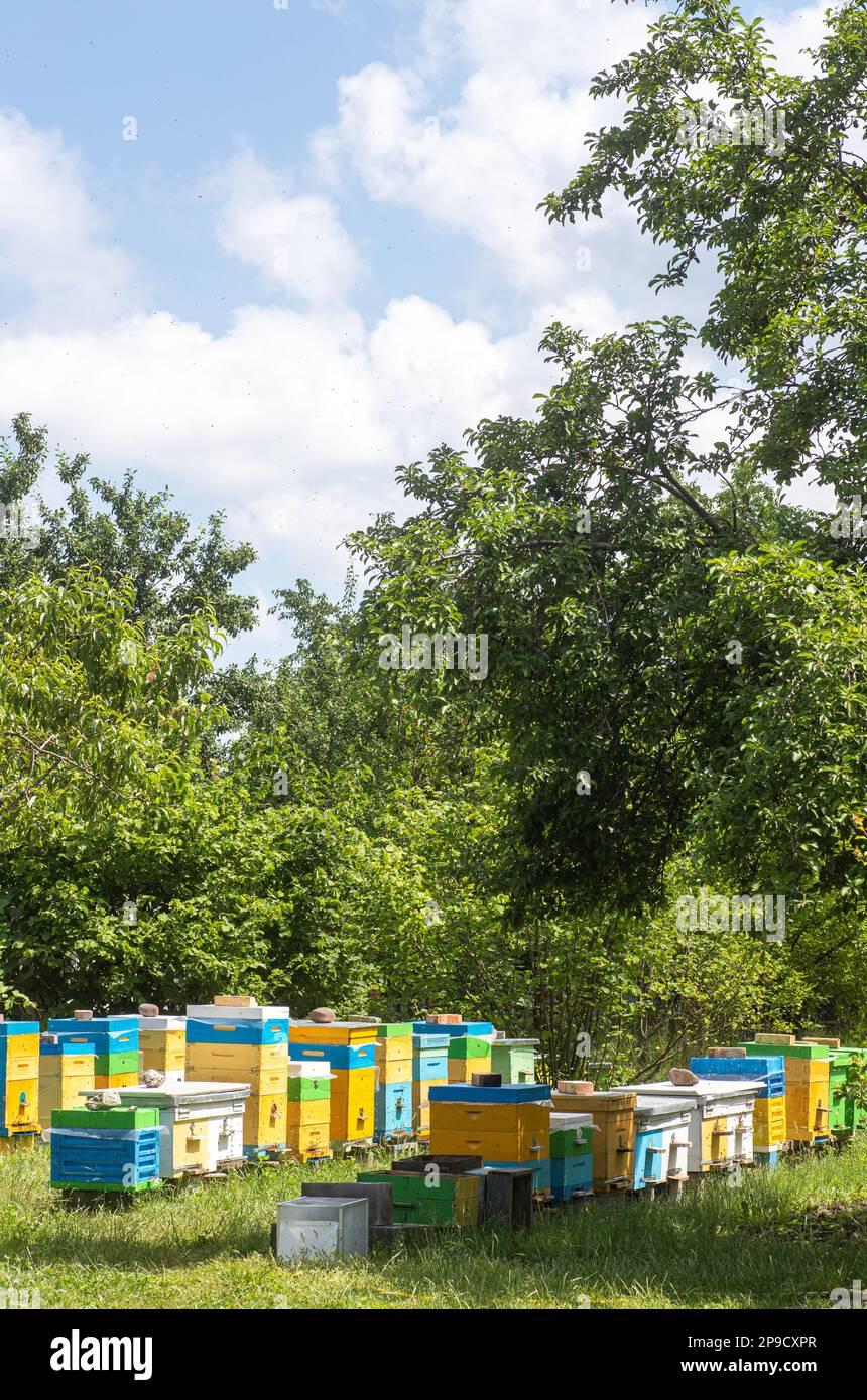 Apiary in the garden in spring. Green trees around the hives. Multi ...