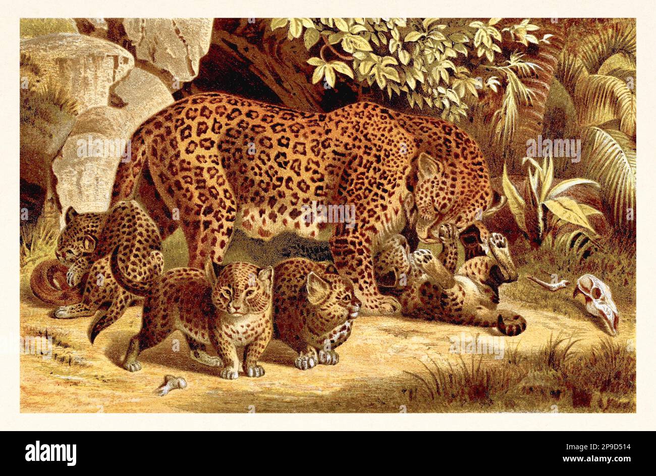 Panther and Cubs. Antique book illustration by Brehm, Alfred Edmund ...