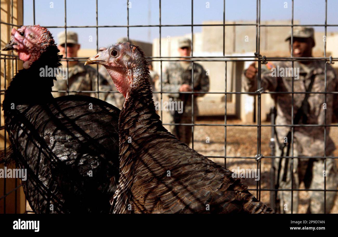 U.S. Army soldiers look at caged turkeys on display outside the dining ...