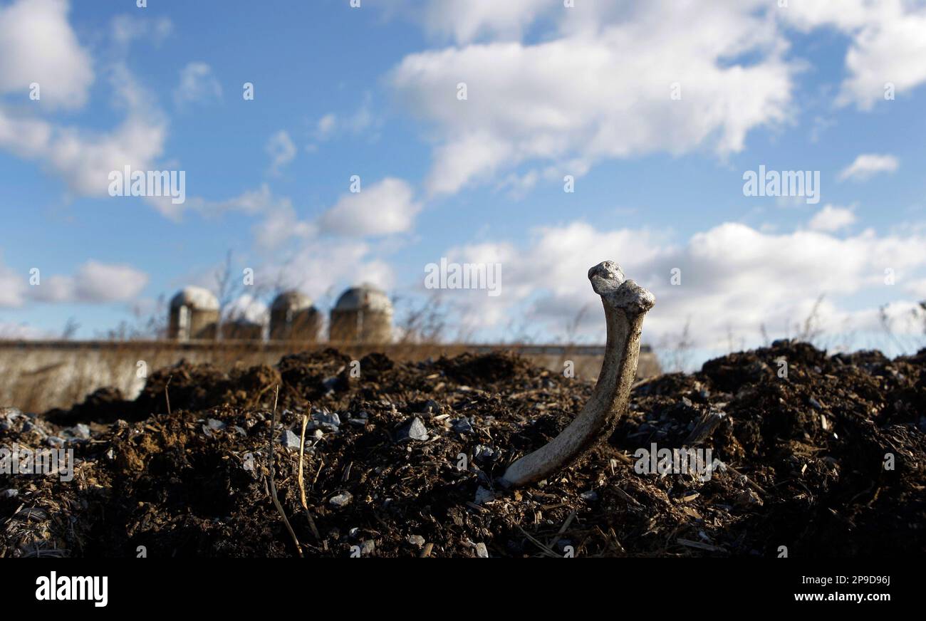 A bone from a dairy cow juts out of a compost pile on Tim Forry's ...