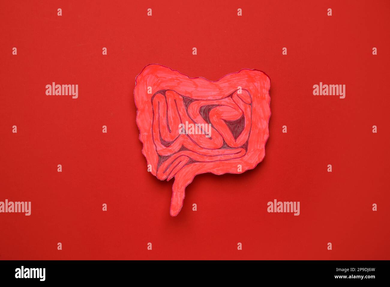 Paper cutout of small intestine on red background, top view Stock Photo ...