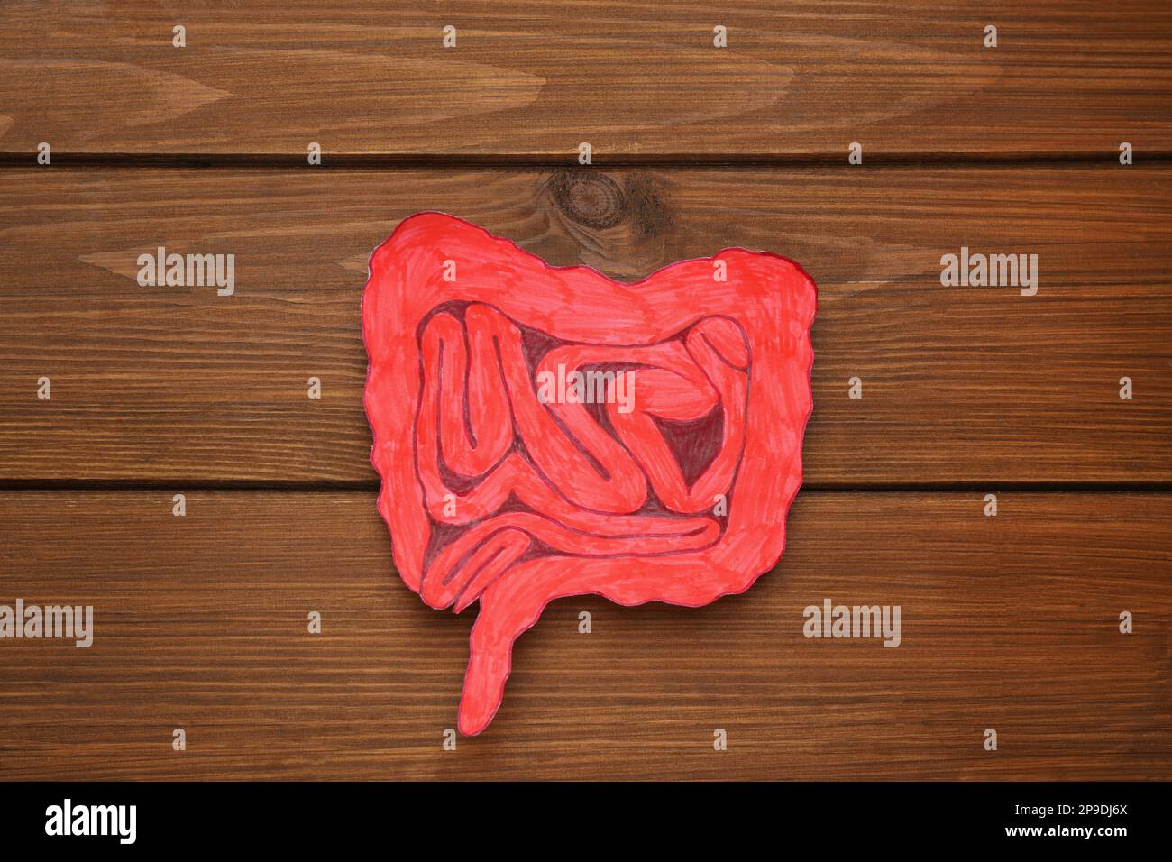 Paper cutout of small intestine on wooden background, top view Stock ...