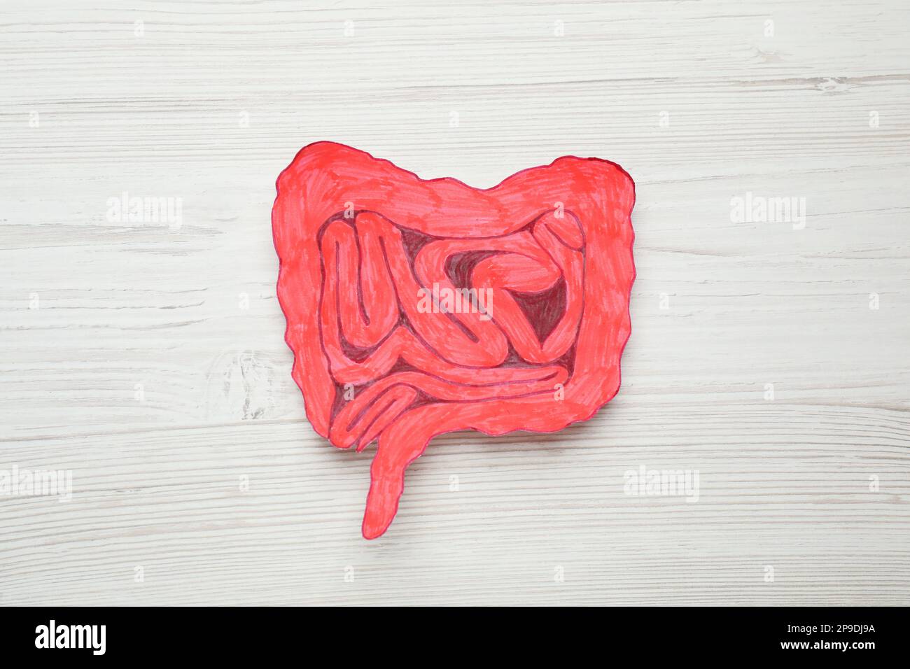 Paper cutout of small intestine on white wooden background, top view ...