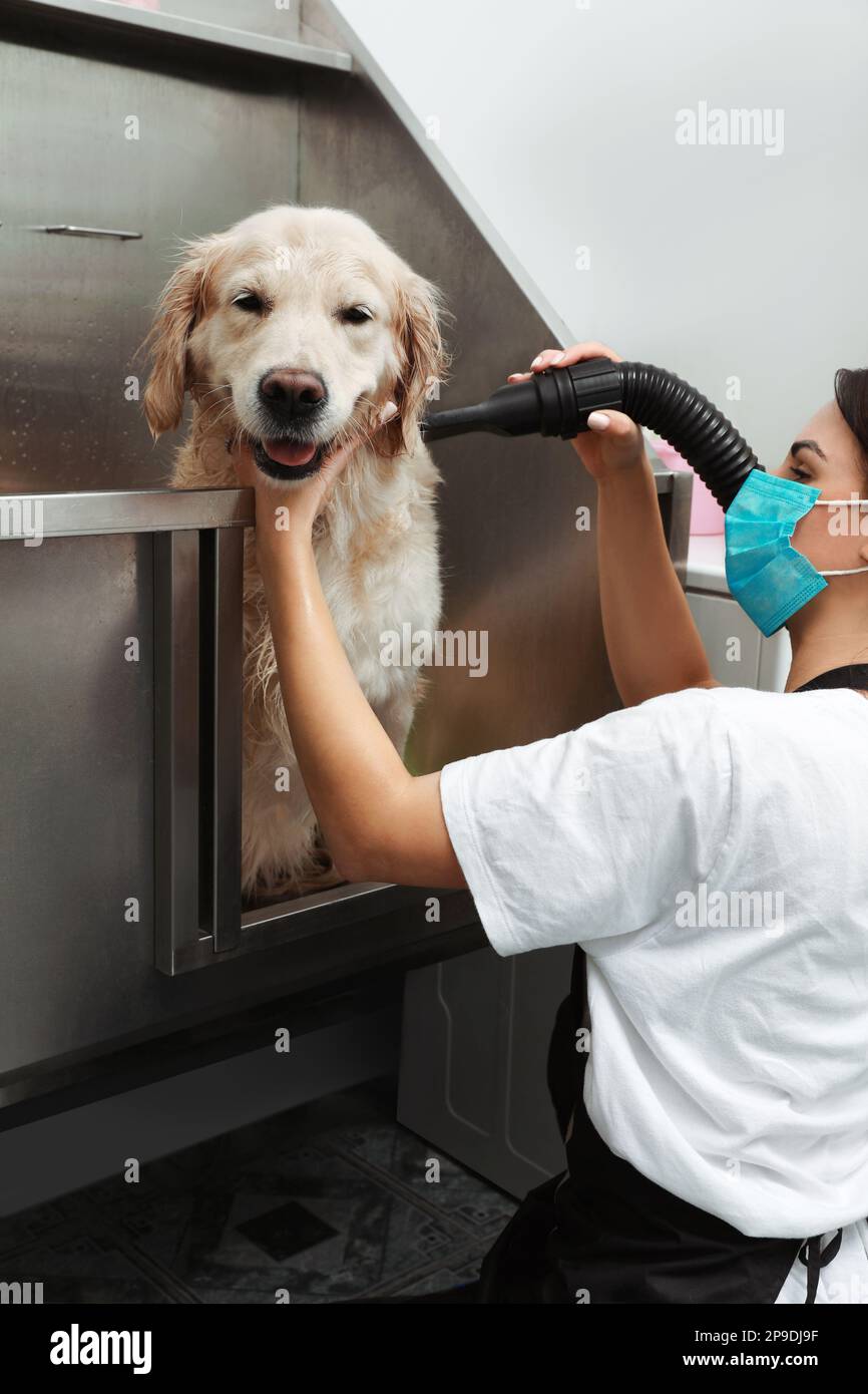 Professional groomer drying fur of cute dog after washing in pet beauty ...