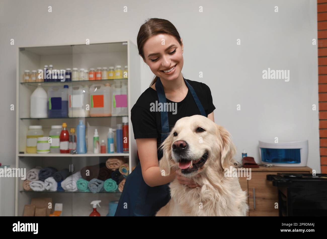 Professional groomer with cute dog in pet beauty salon Stock Photo - Alamy