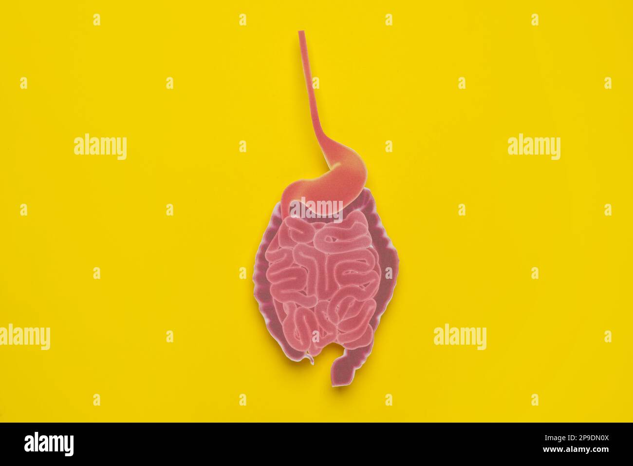 Paper cutout of small intestine on yellow background, top view Stock ...