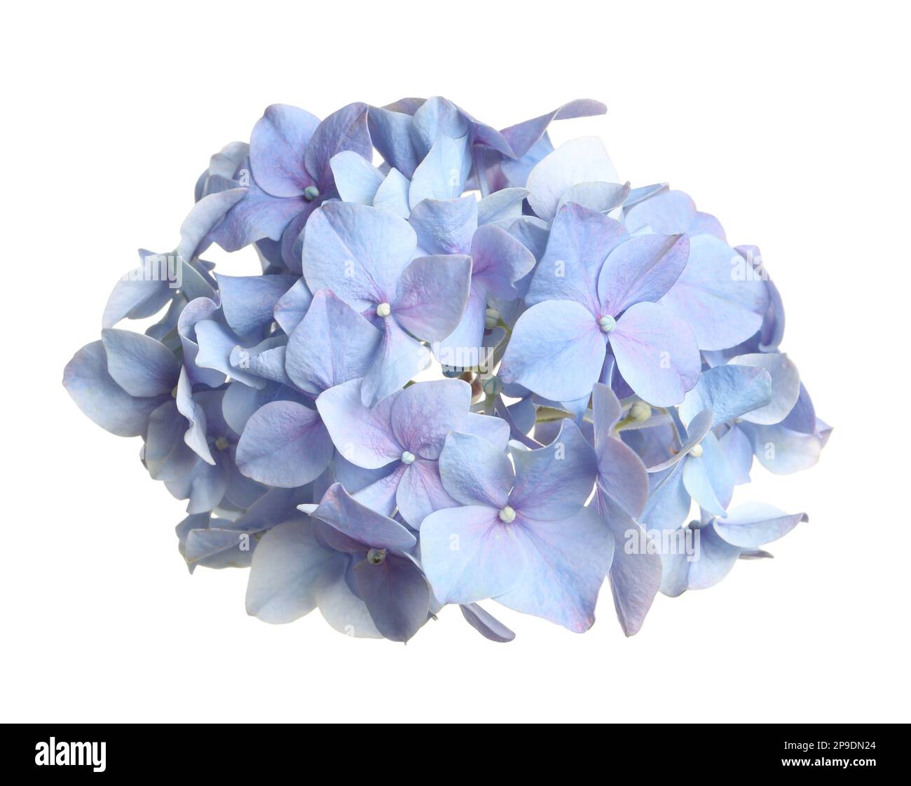 Light blue hydrangea flower bunch hi-res stock photography and images ...