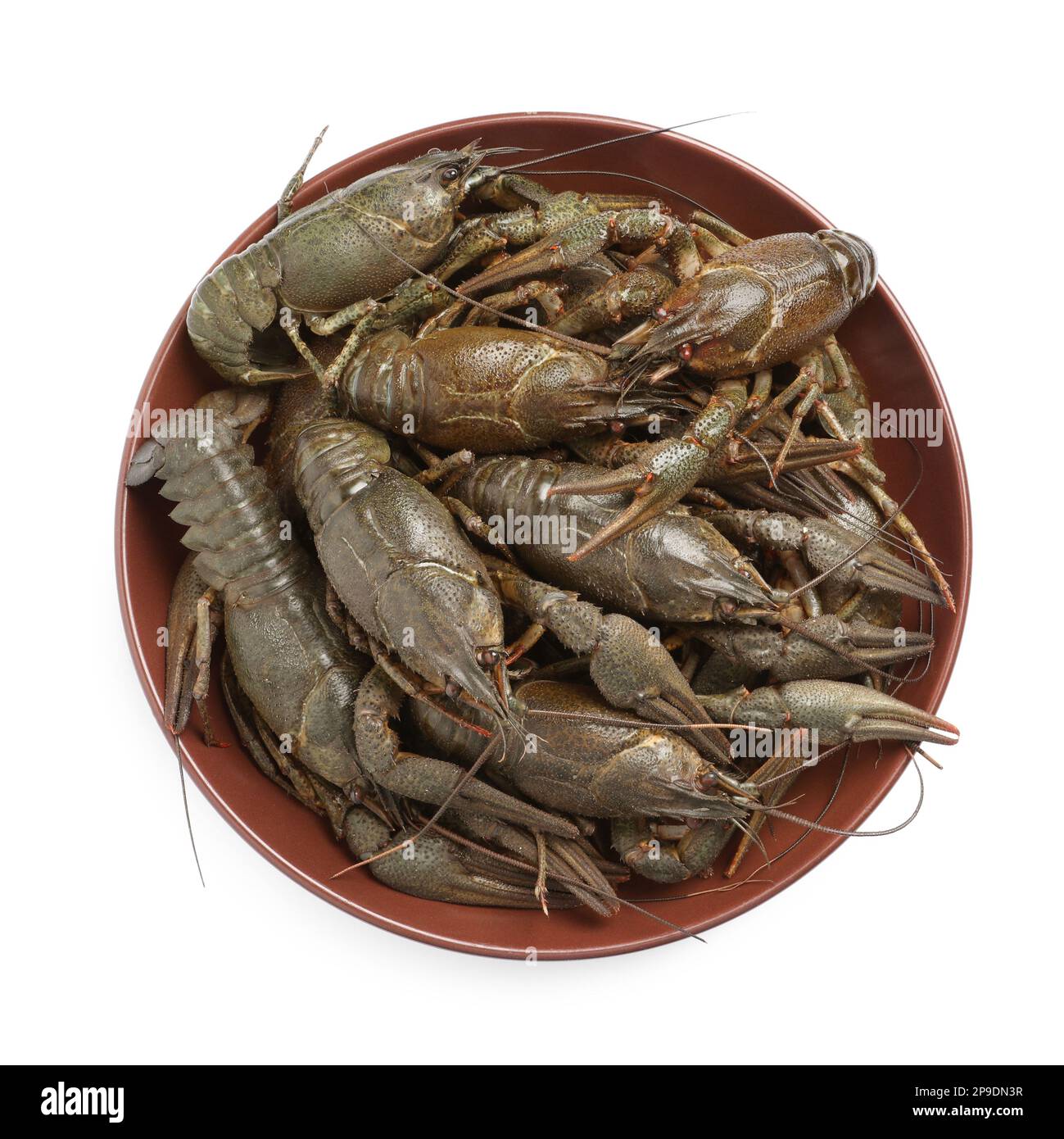 Fresh raw crayfishes in bowl on white background, top view Stock Photo ...