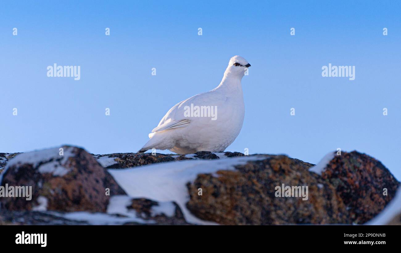 Nunavut inuit hunting hi-res stock photography and images - Alamy