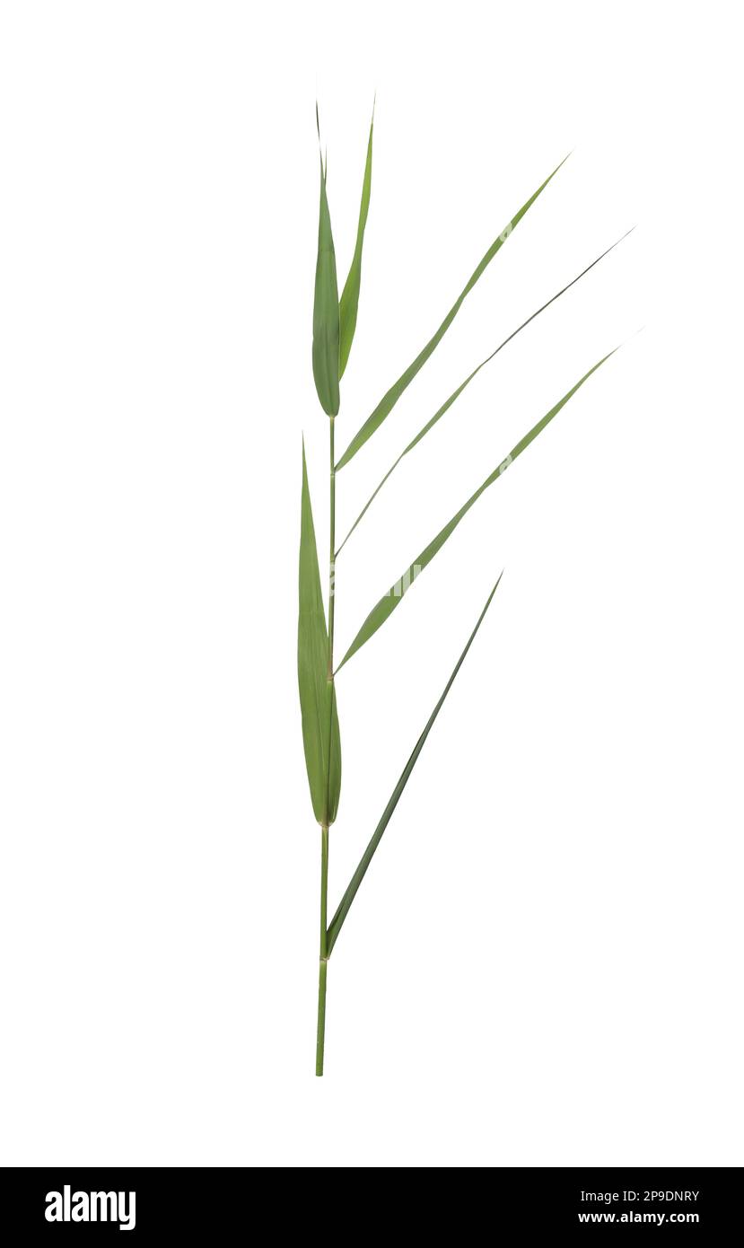 Beautiful reed with lush green leaves isolated on white Stock Photo - Alamy