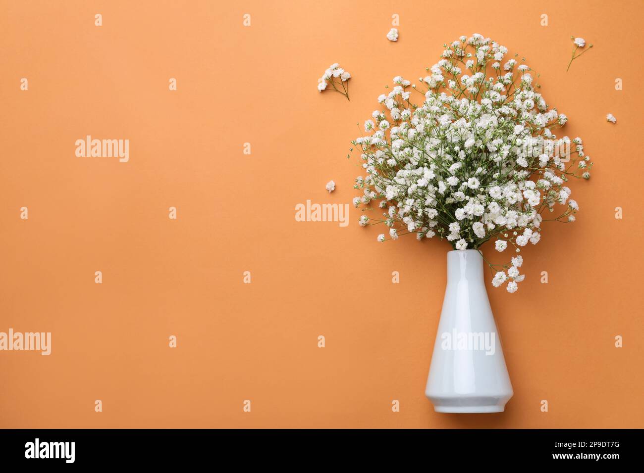 Beautiful gypsophila flowers in vase on orange background, top view ...
