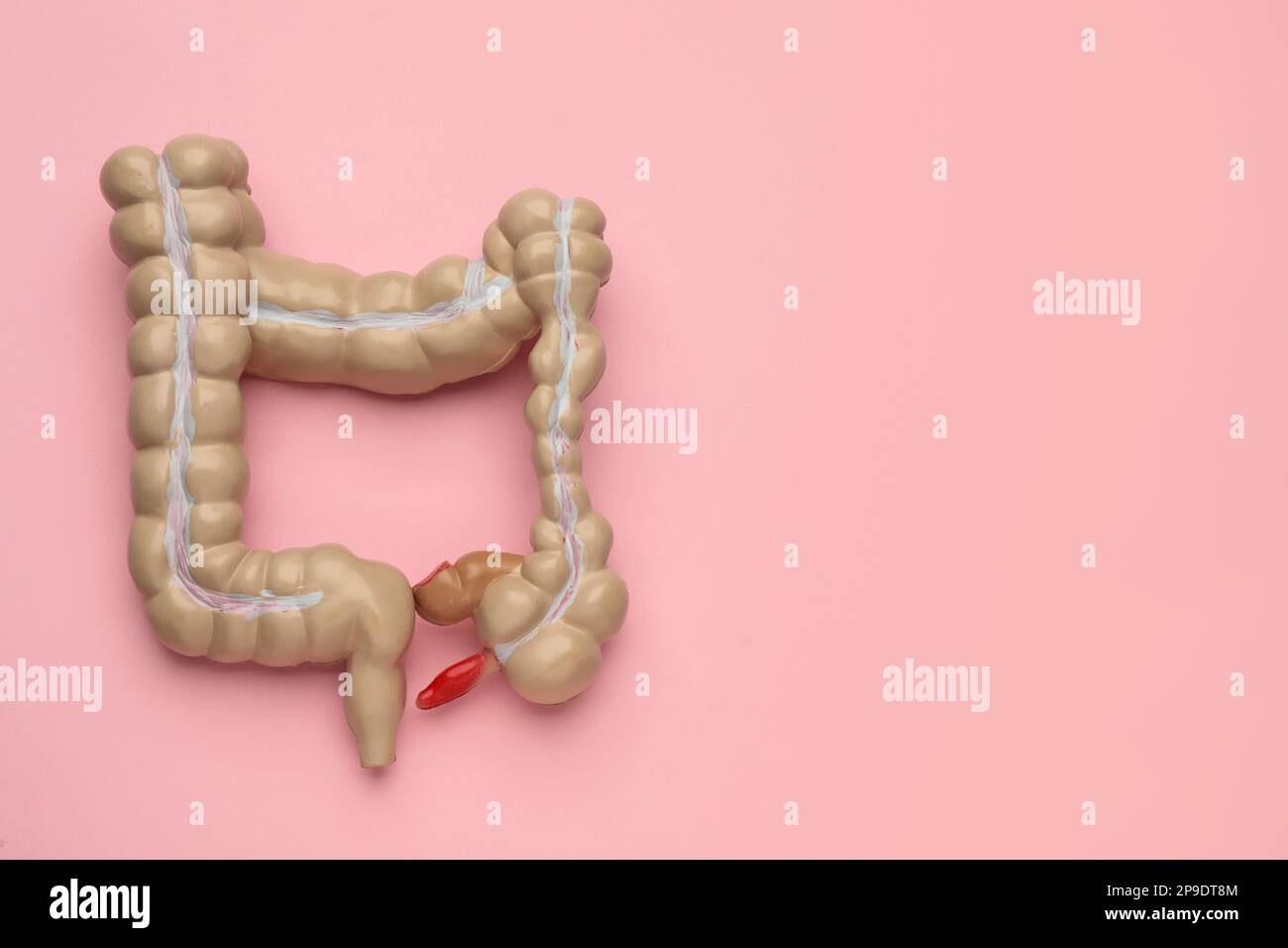 Anatomical model of large intestine on pink background, top view. Space ...