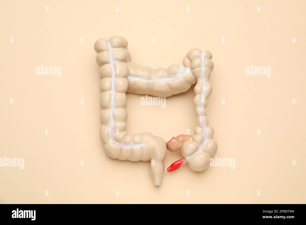 Anatomical model of large intestine on beige background, top view Stock ...