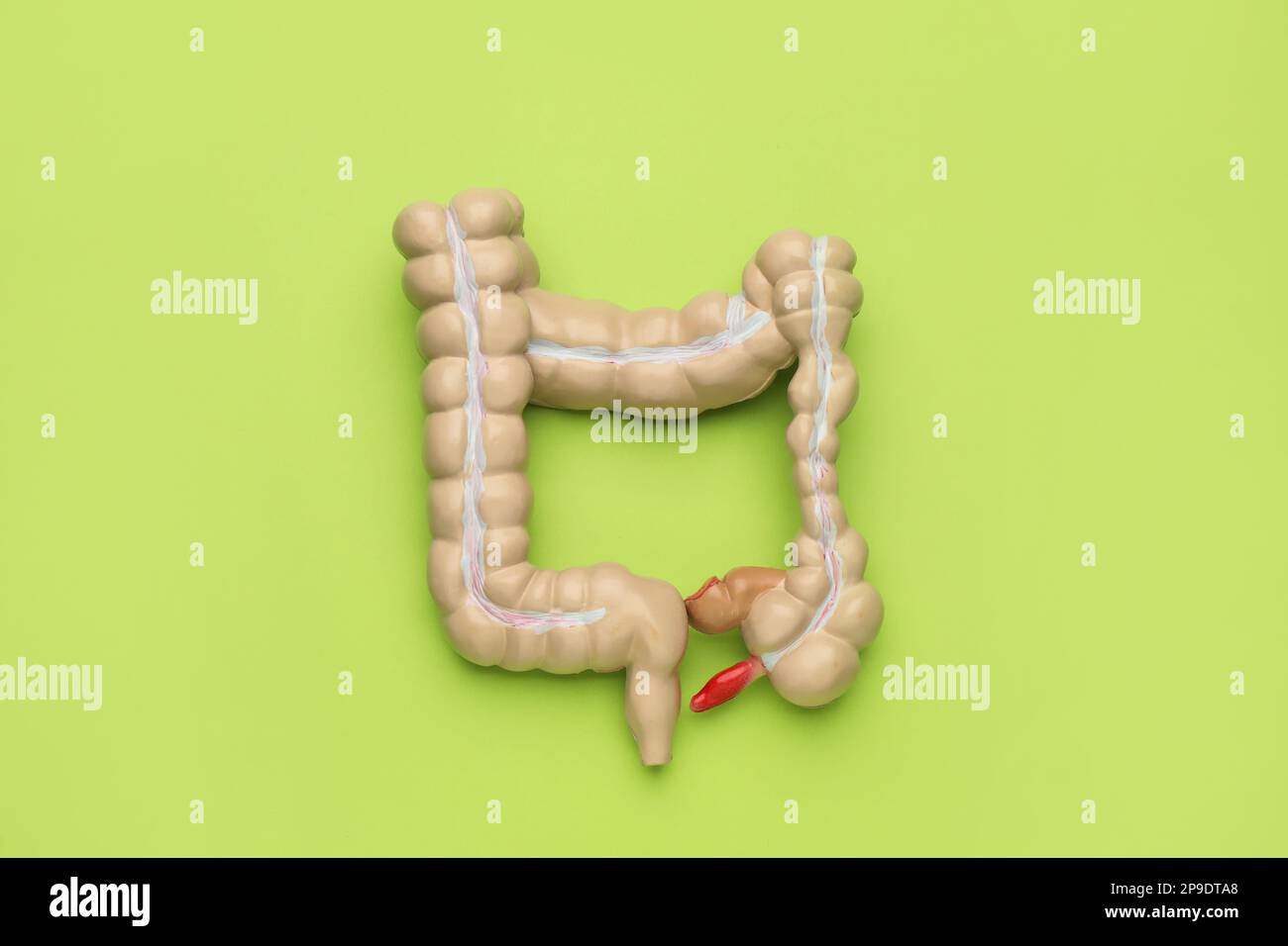 Anatomical model of large intestine on light green background, top view ...