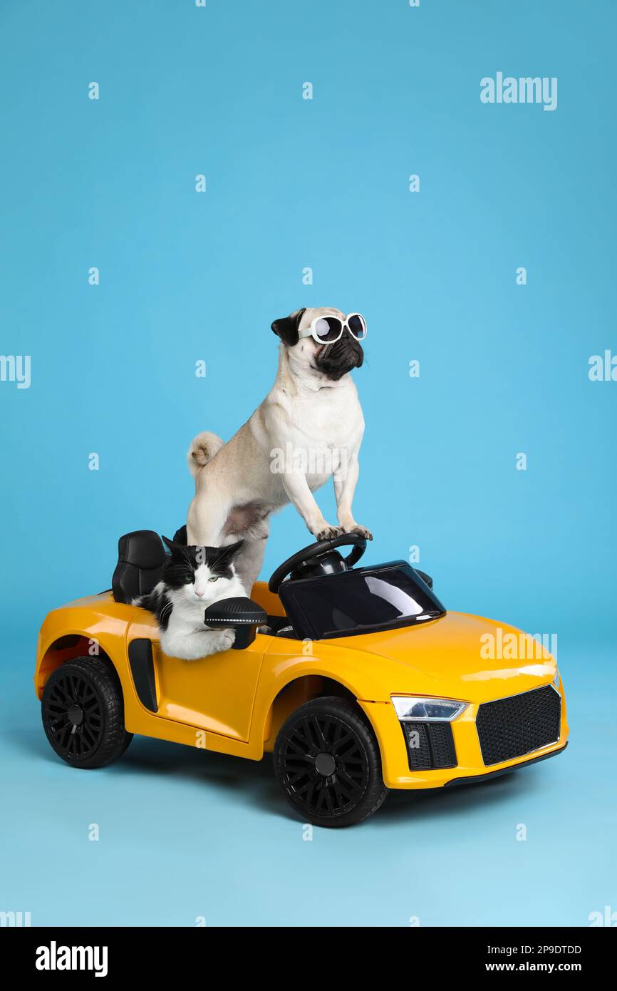 Dog driving cat hi-res stock photography and images - Alamy