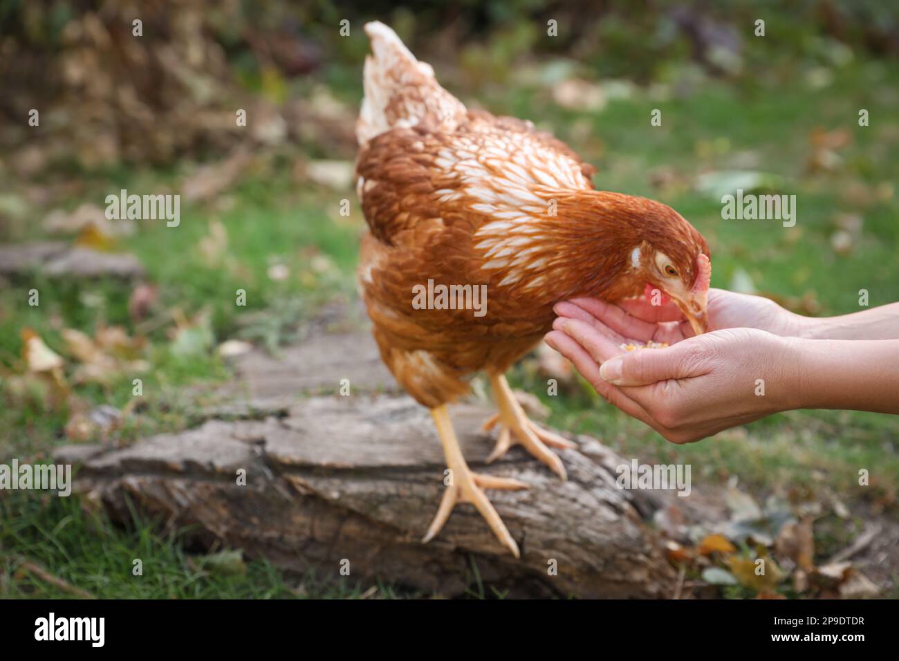 Farmer woman white chicken bird hi-res stock photography and images - Alamy