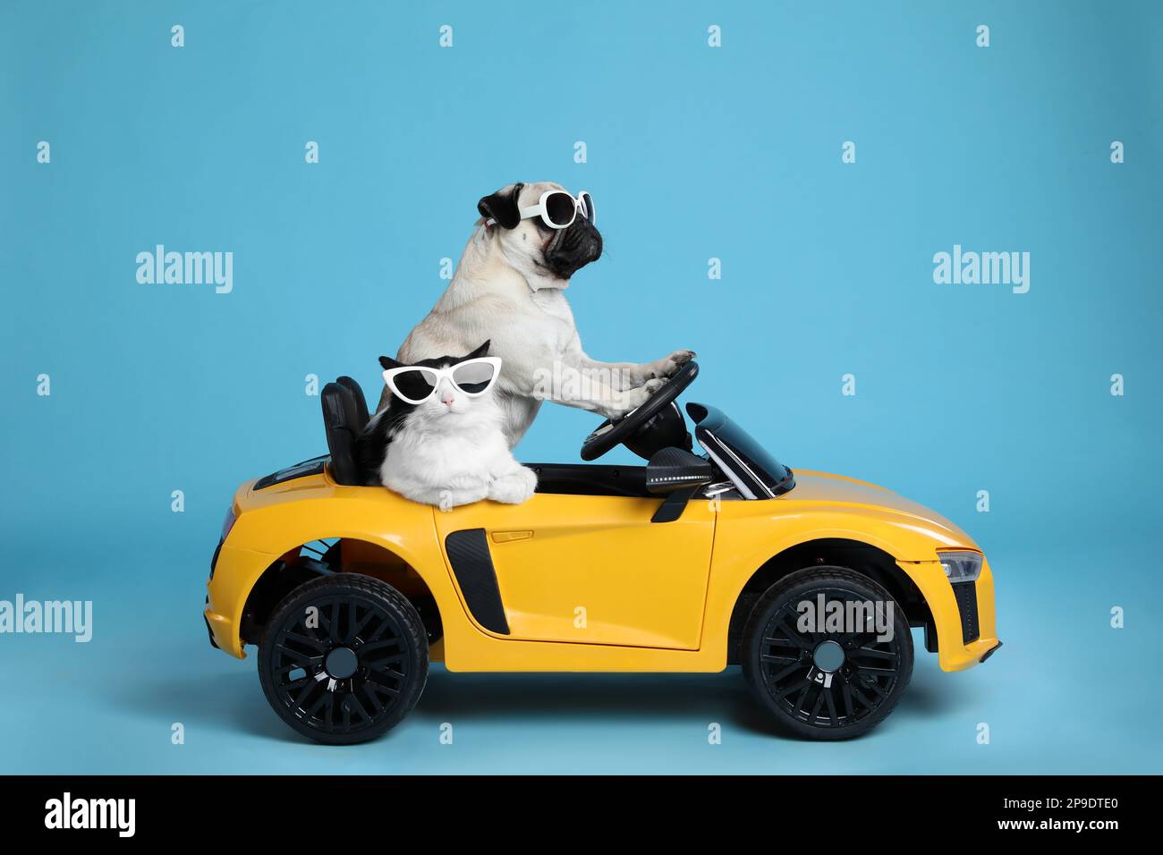 Dog driving cat hi-res stock photography and images - Alamy