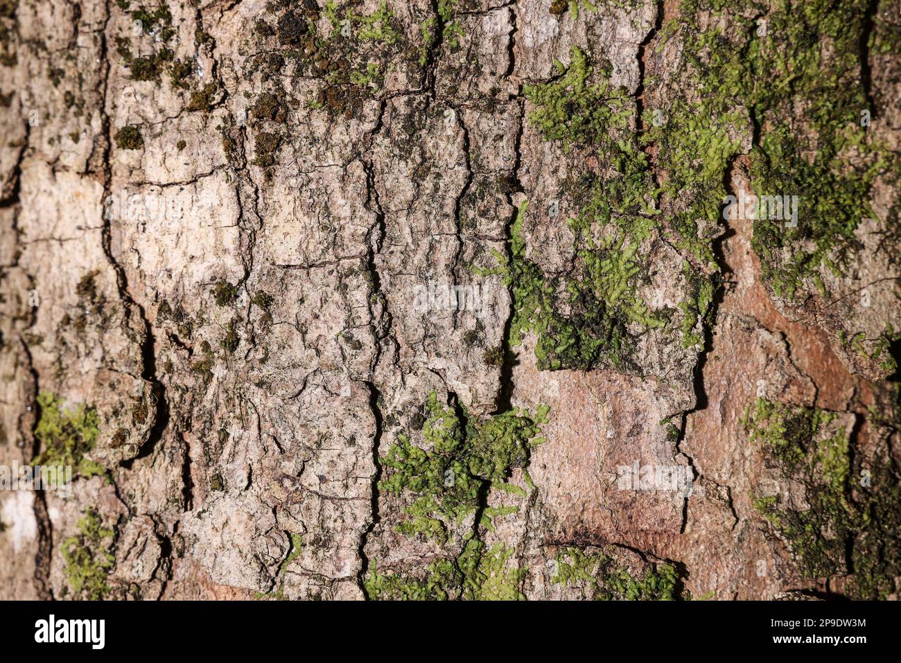Moss on tree bark hi-res stock photography and images - Alamy