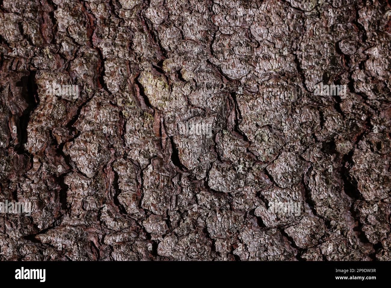 Texture of tree bark as background, closeup view Stock Photo - Alamy
