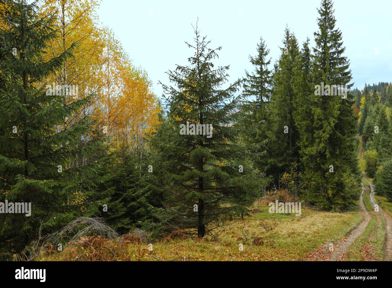 Going through forest hi-res stock photography and images - Alamy