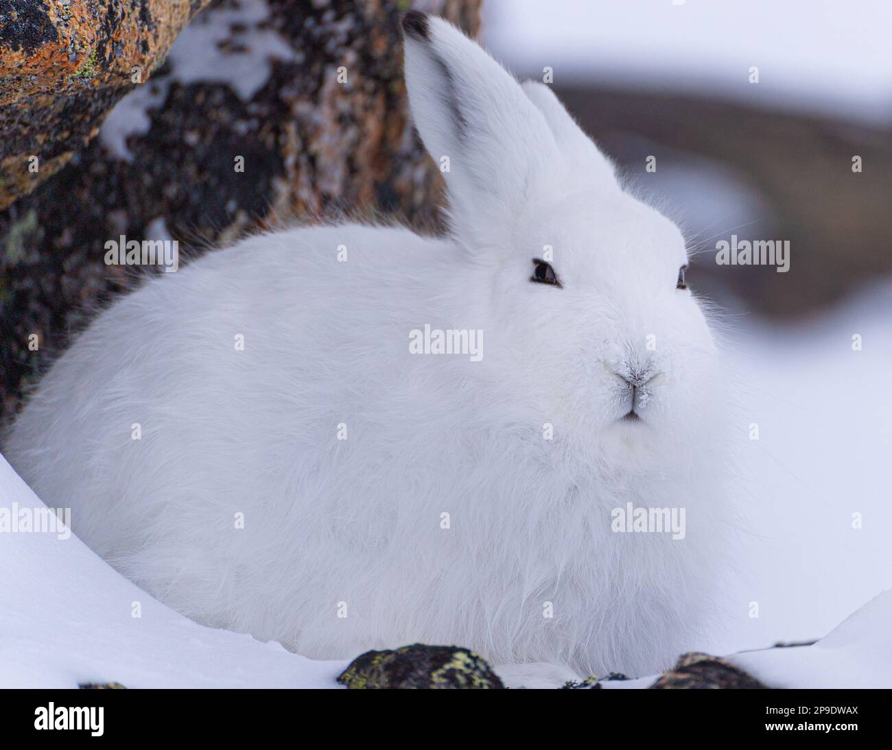 Snowshoe hare winter camouflage hi-res stock photography and images - Alamy