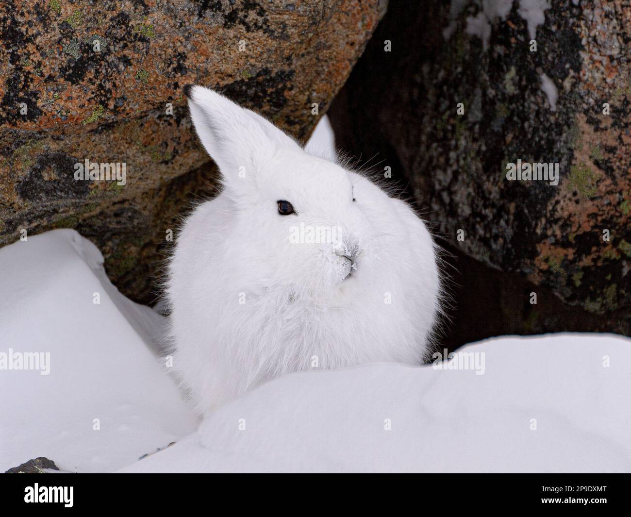 Snowshoe hare winter camouflage hi-res stock photography and images - Alamy