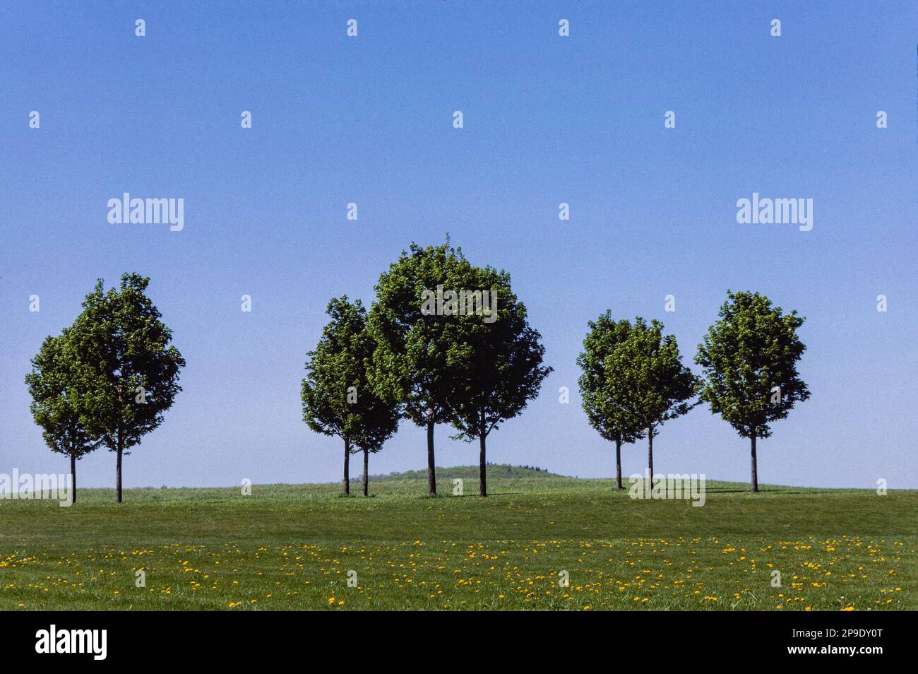 Nine oval shaped trees flutter in the wind on a grassy hillside Stock ...