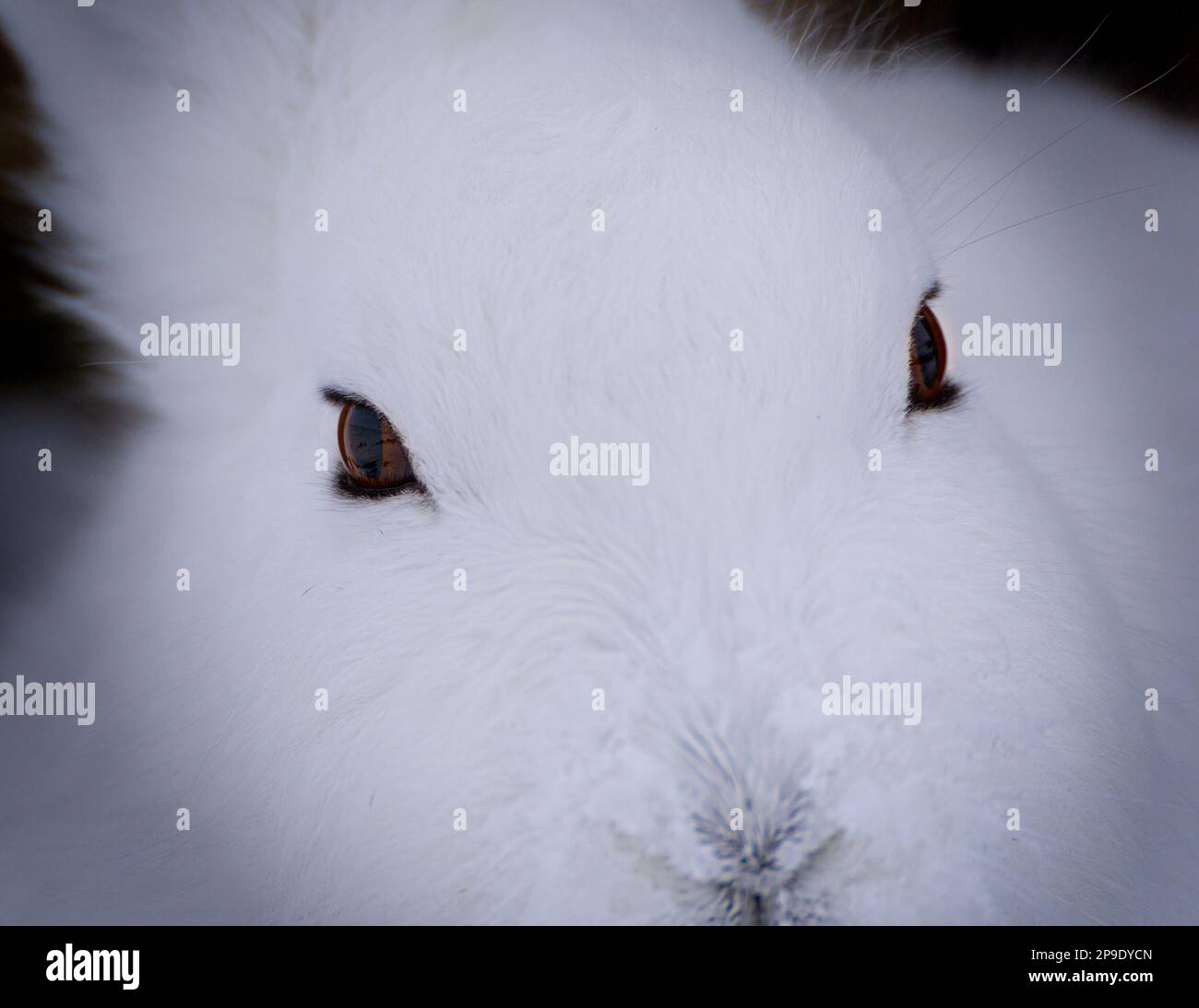 Snowshoe hare winter camouflage hi-res stock photography and images - Alamy