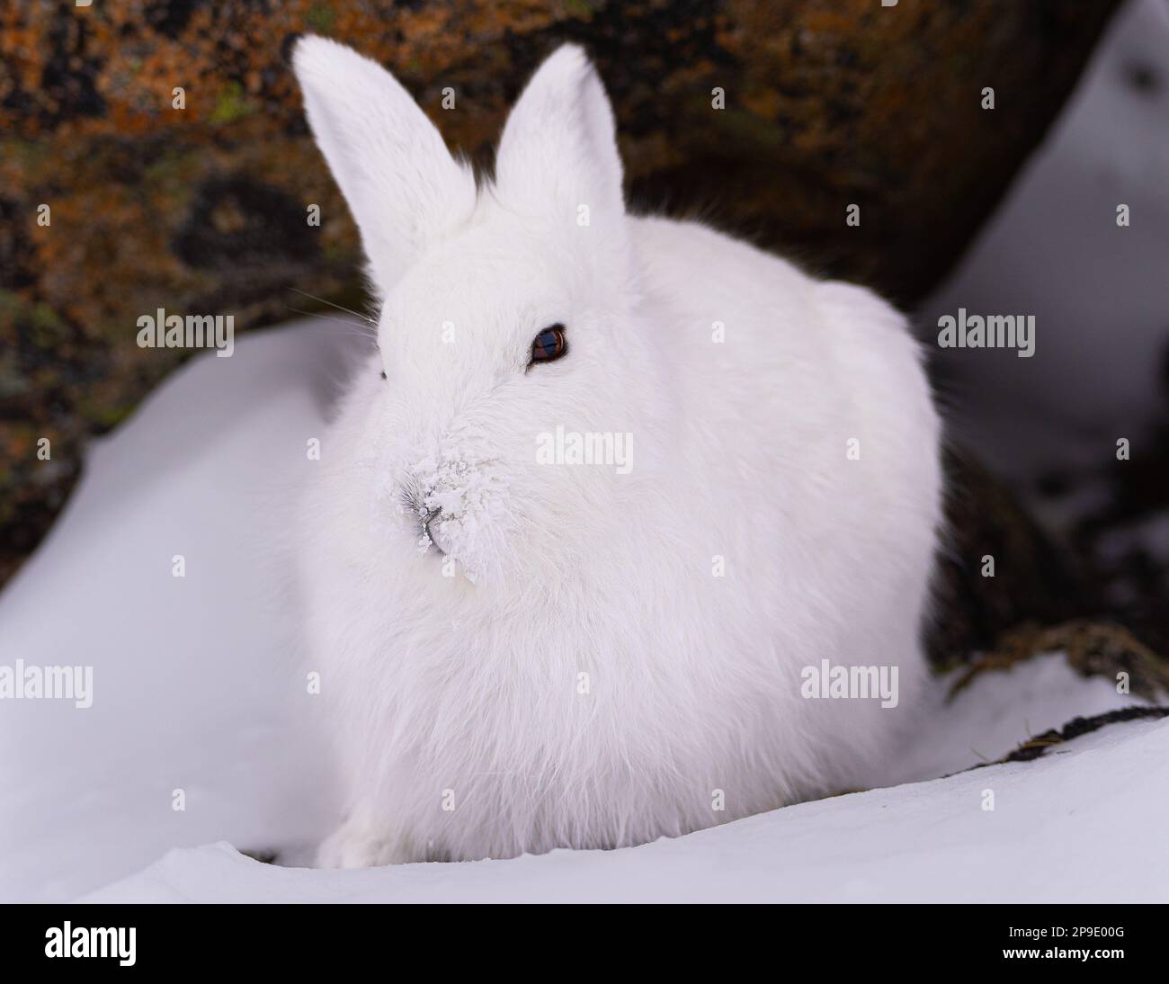 Snowshoe hare winter camouflage hi-res stock photography and images - Alamy