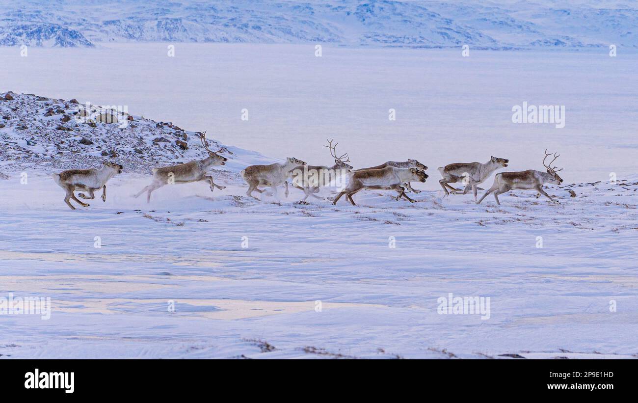 Nunavut hunting caribou hi-res stock photography and images - Alamy