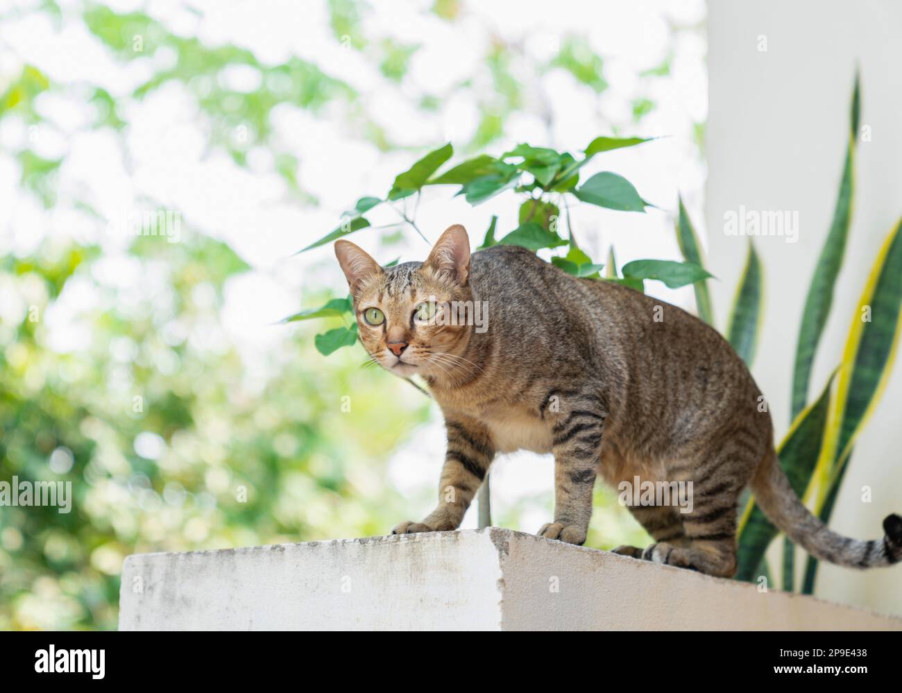 A tabby cat gaze at something on the balcony of house in the morning ...