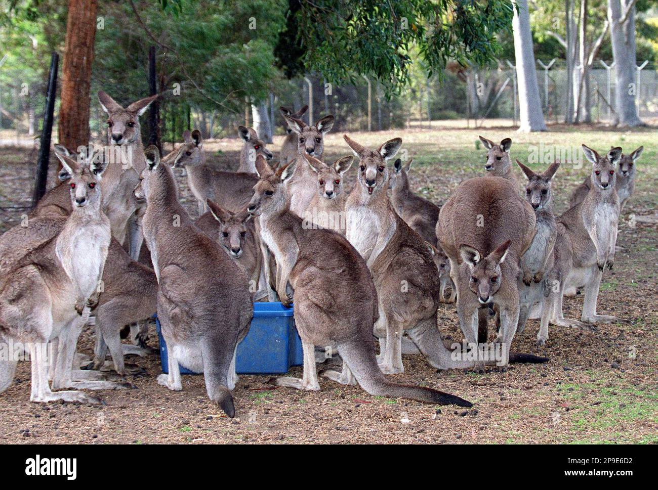** FILE ** In this Aug. 29, 2000 file photo, a group of curious ...
