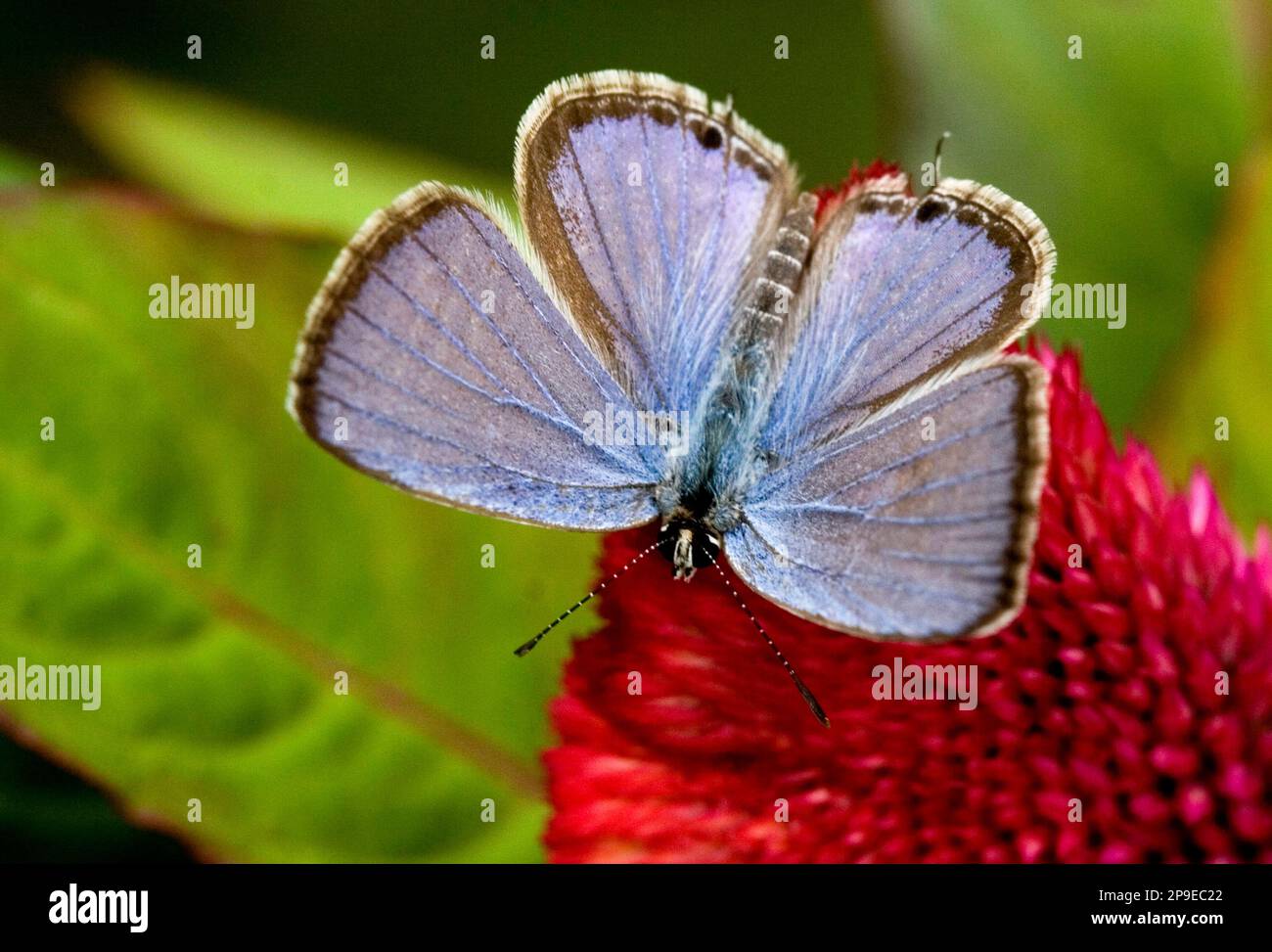 A butterfly sits on a flower at the university botanical garden in ...