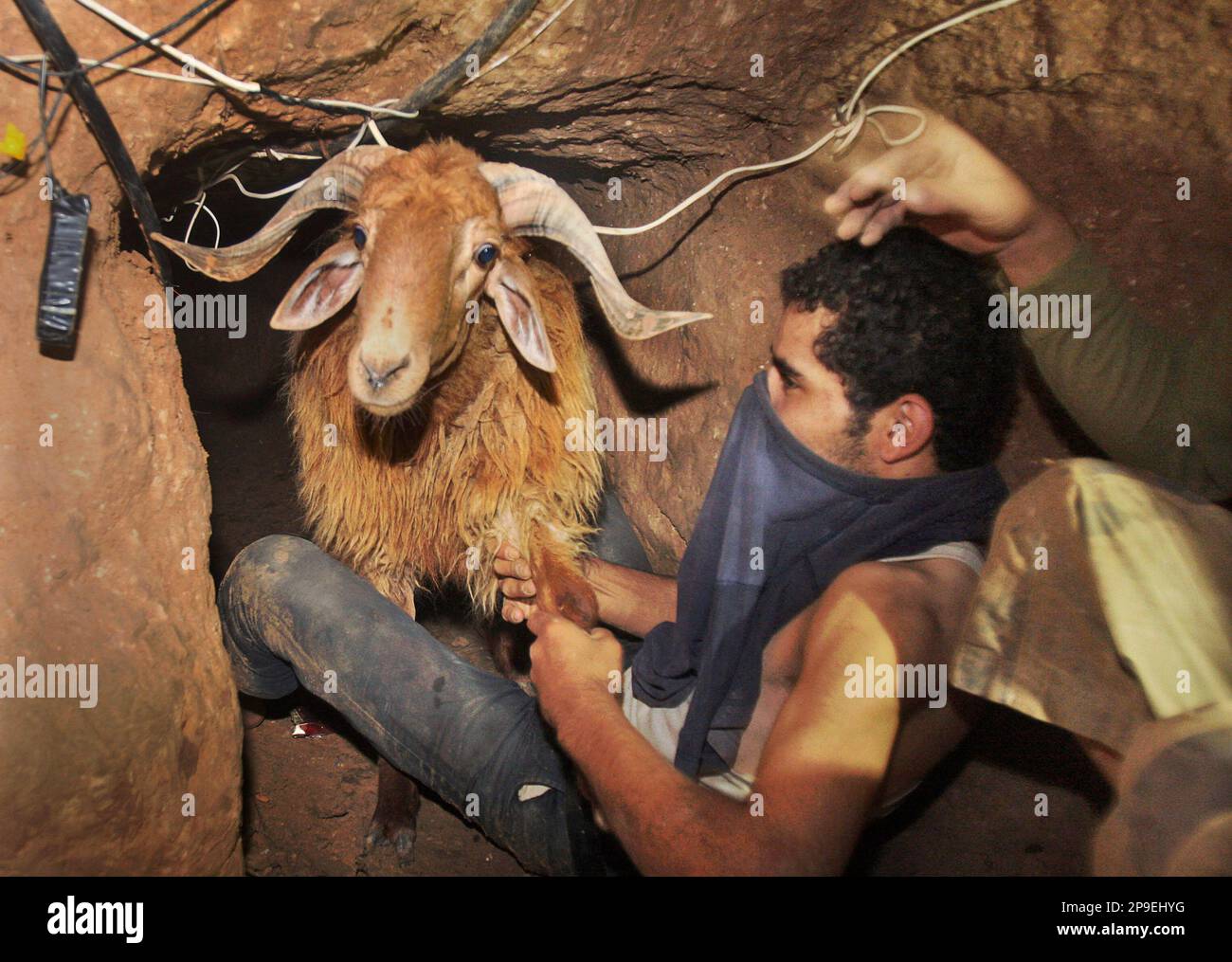 A Palestinian smuggler moves a goat through a tunnel from Egypt to the ...
