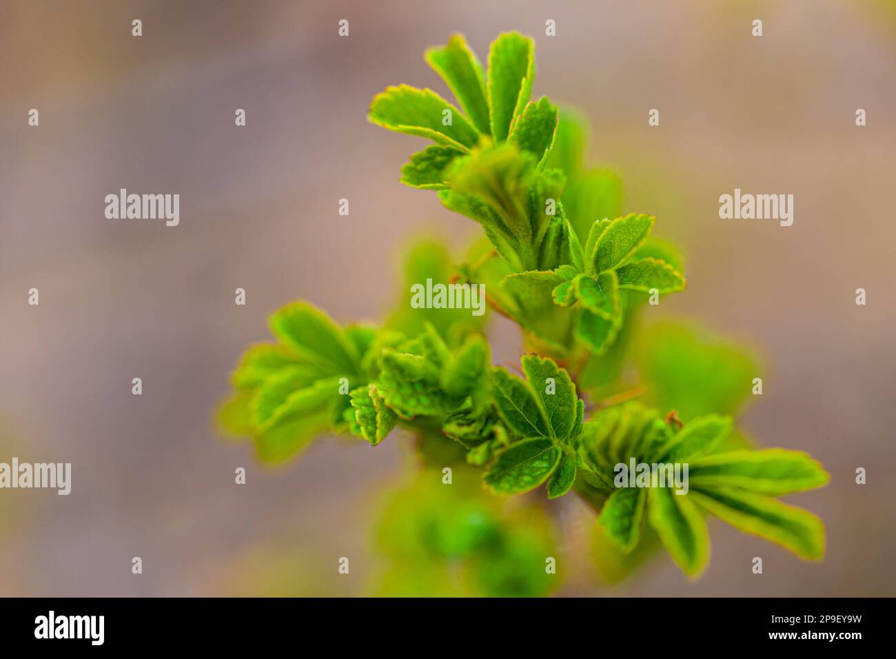 Green leaves making a springtime appearance Stock Photo - Alamy