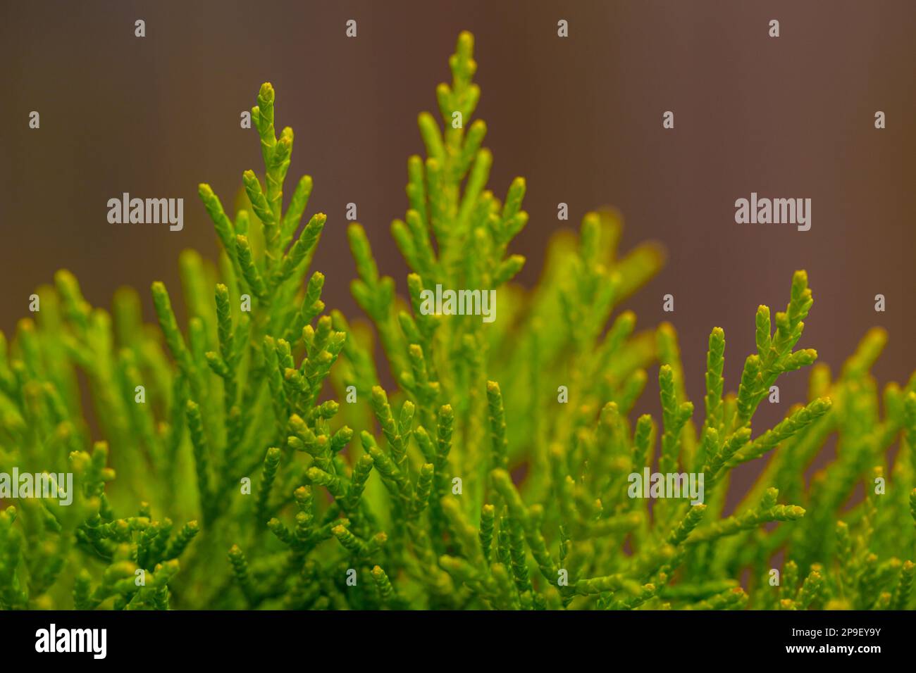 Budding evergreen tree hi-res stock photography and images - Alamy