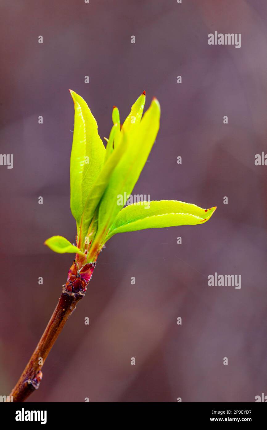 Fresh green leaves making an appearance for spring Stock Photo - Alamy