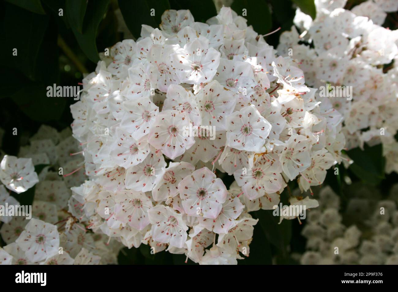 FLOWERING KALMIA LATIFOLIA COMMONLY KNOWN AS MOUNTAIN LAUREL OR CALICO ...