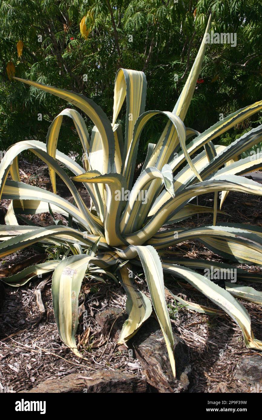 AGAVE AMERICANA COMMONLY CALLED CENTURY PLANT OR AMERICAN ALOE Stock ...
