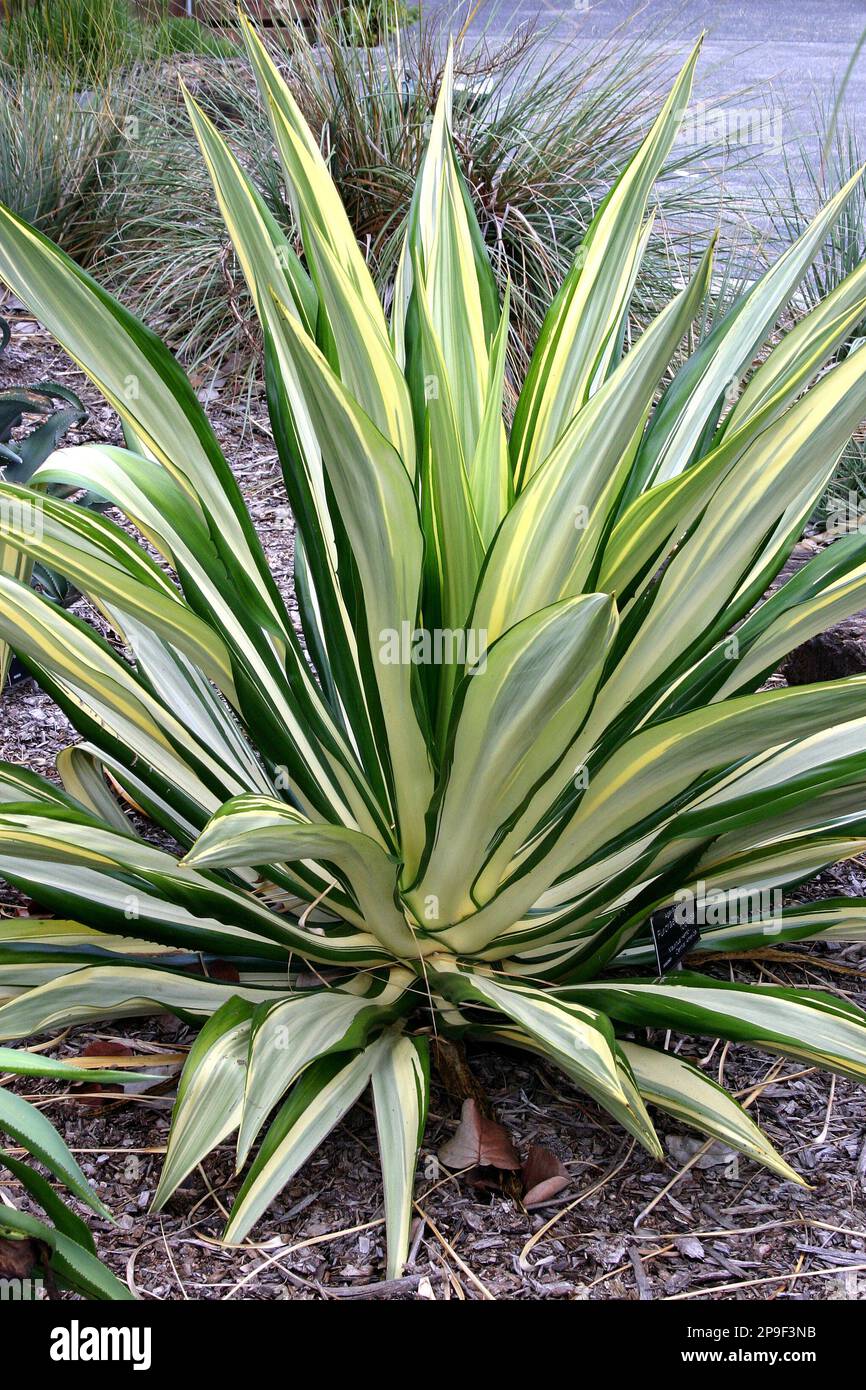 FURCRAEA FOETIDA PLANT (COMMONLY KNOWN AS GREEN ALOE OR MAURITIUS HEMP ...
