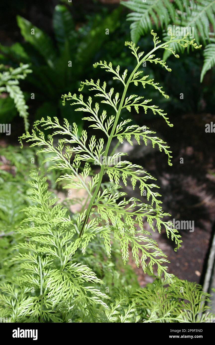 HEN & CHICKEN FERN (ASPLENIUM BULBIFERUM) ALSO KNOWN AS MOTHER ...