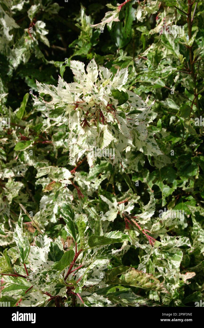 THE HIBISCUS 'SNOW QUEEN' HAS VARIEGATED GREEN, WHITE AND PINK FOLIAGE ...