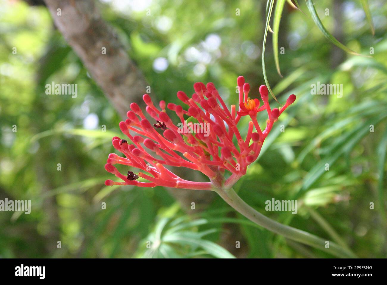 Red physic nut hi-res stock photography and images - Alamy