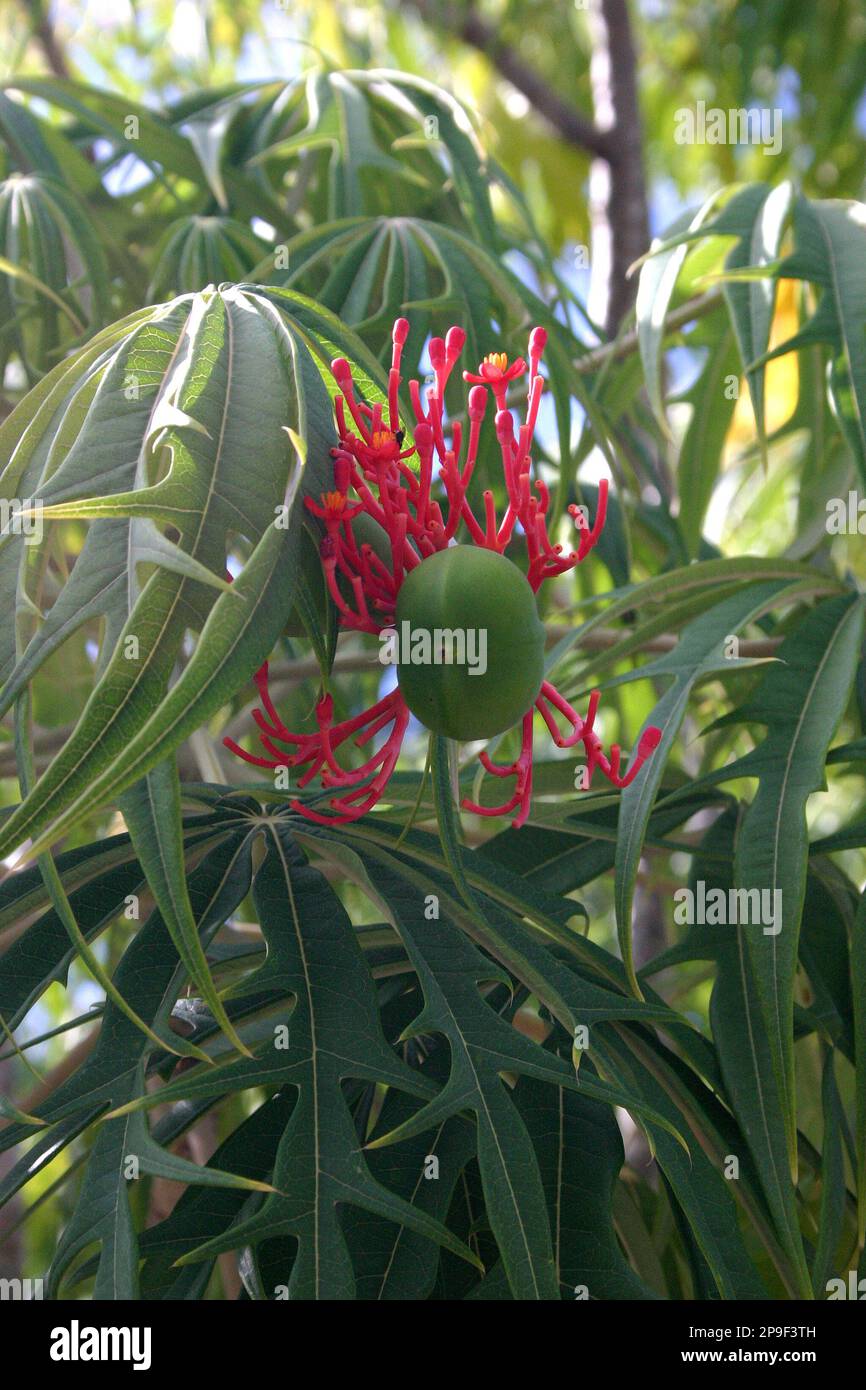 JATROPHA MULTIFIDA COMMONLY KNOWN AS CORAL PLANT, CORALBUSH OR PHYSIC ...