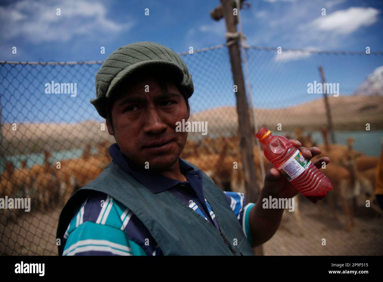 An Aymara farmer drinks the blood of a vicuna after its neck broke and ...