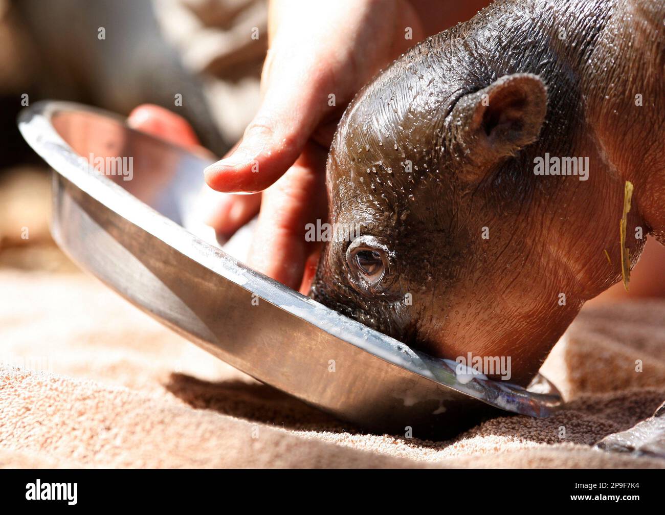 "Monifa" a three-week-old baby pygmy hippopotamus enjoys a feed of ...