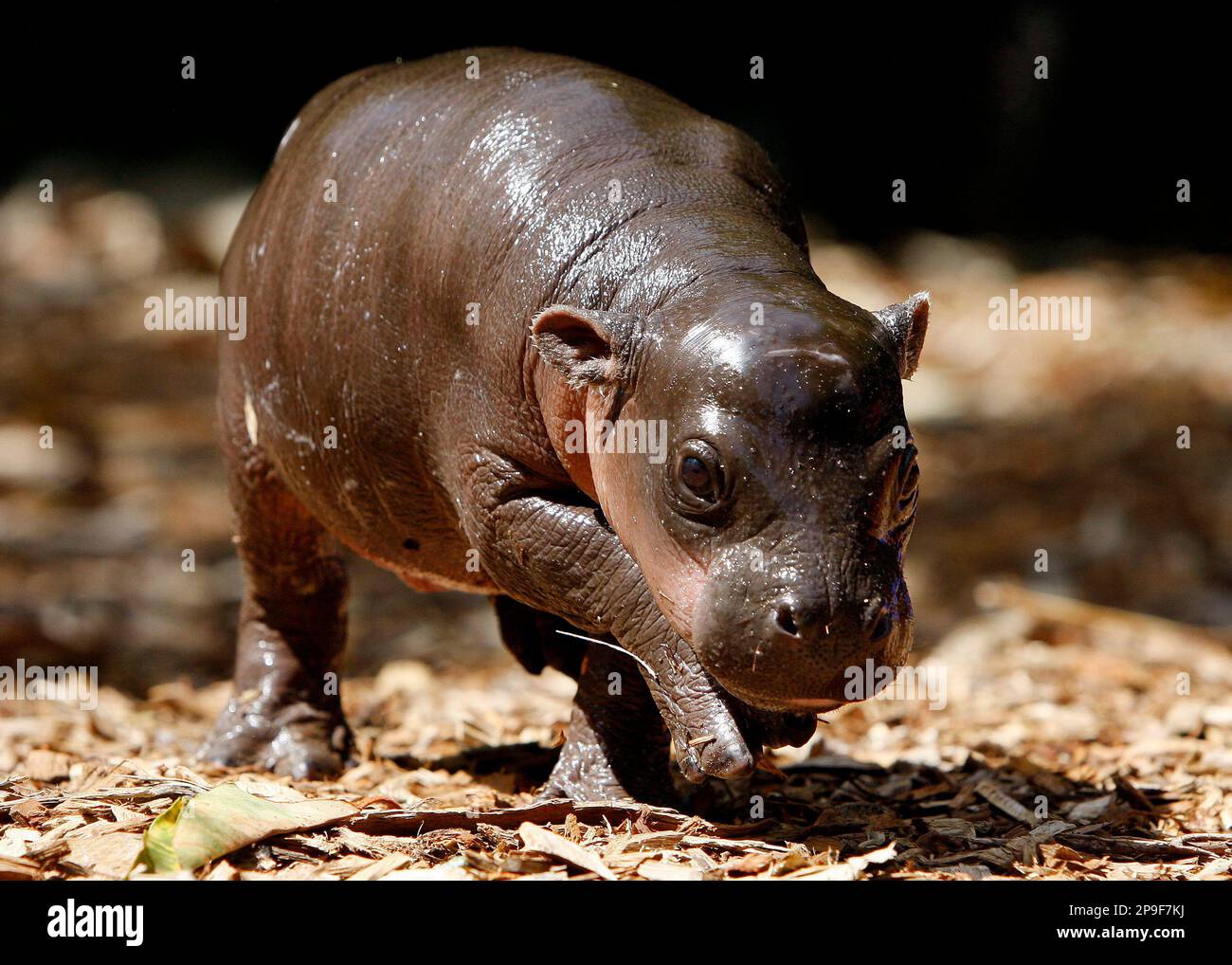 "Monifa" a three-week-old baby pygmy hippopotamus enjoys a walk in her ...